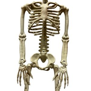 Skulls | Accents | 3 Foot Skeleton Posable Joints Scary Halloween ...